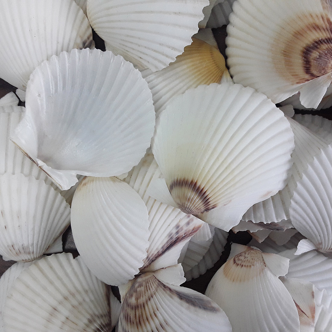 Highland Dunes 100 Florida White Scallop Shells in Bag 1.75-2.25" (Set Of 100) | Wayfair